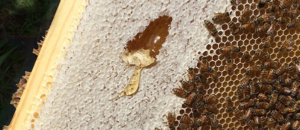 Real Versus Fake Honey – Big Island Bees
